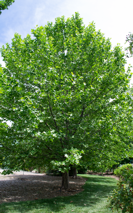 London Plane - Platanus Hispanica - North Harbour Big Tree Co